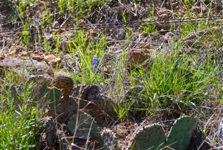 Affiliations | Joyce Gibson Roach